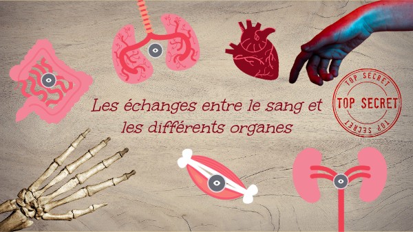 Echanges entre le sang et les organes