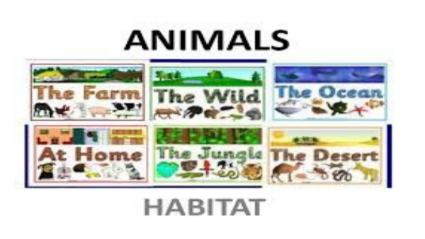 Where do animals live | Genially