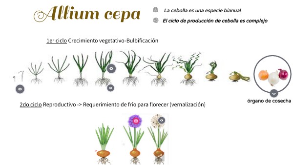 Allium cepa | Genially