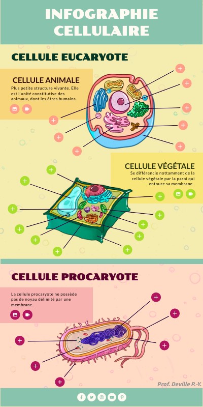 UAA3 P2 - Ultrastructure cellulaire | Genially