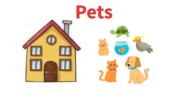 pets, fam animals and zoo