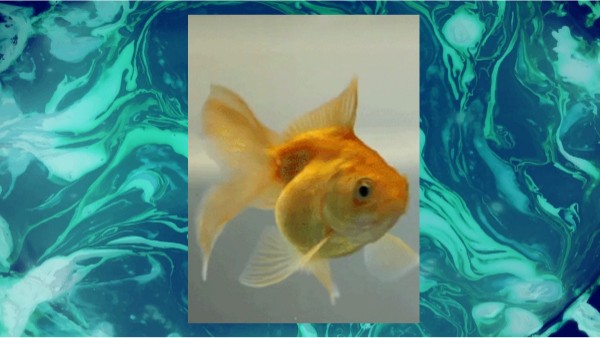 Fish - Present. -Second Grade