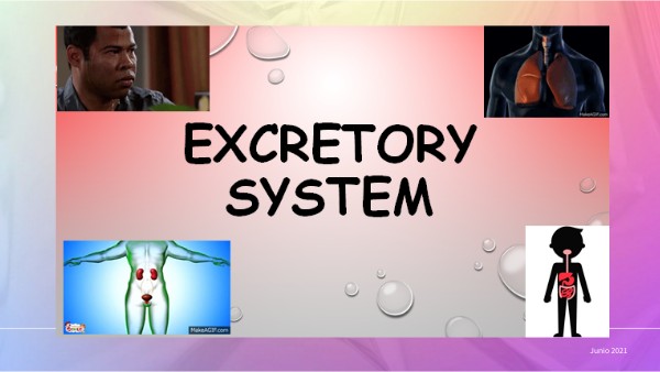 Excretory System
