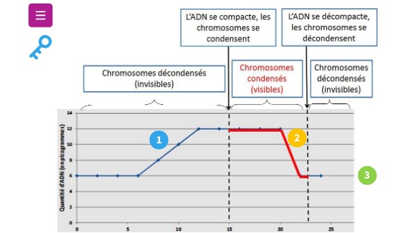3ème / Chap 02 / Mitose | Genially