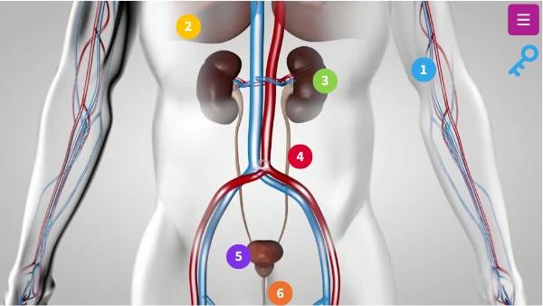 4ème / Chap 10 / Excrétion urinaire