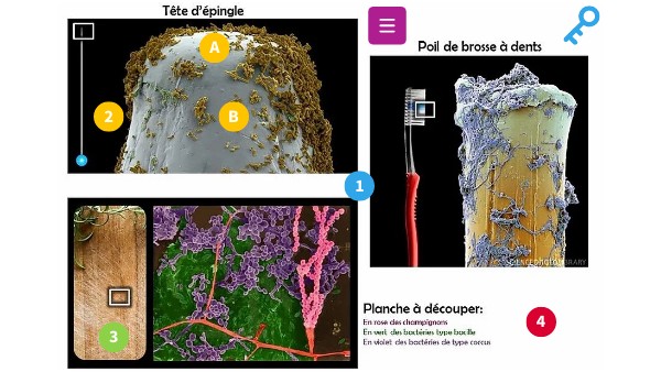 3ème / Chap 10 / Ubiquité des micro-organismes | Genially