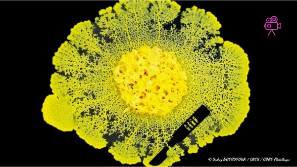 Immortel Blob | Genially
