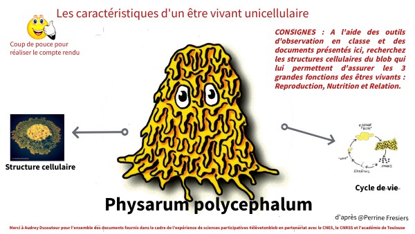 les caractéristiques d'un unicellulaire : exemple du blob | Genially