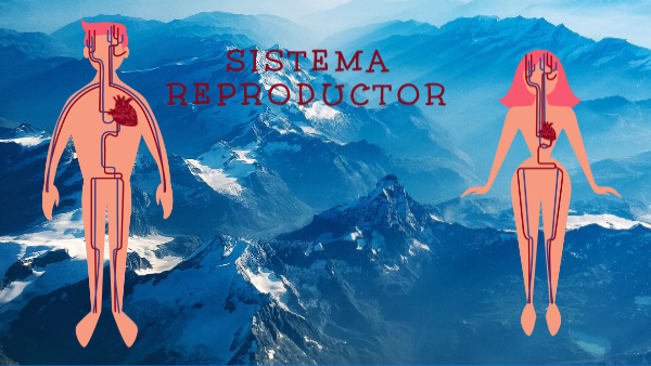 Organos Reproductores | Genially