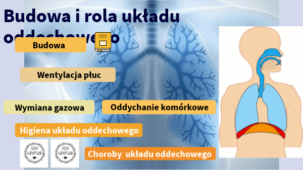 Budowa i rola układu oddechowego | Genially