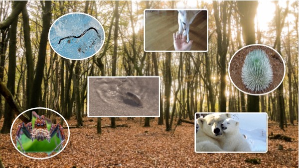 EXTREME ADAPTATIONS - QUESTIONS | Genially