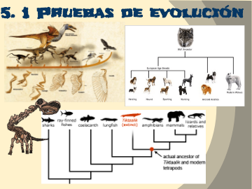 Copy of 5.1pruebas evolución