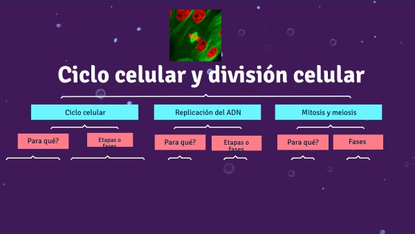 ciclo celular y división celular | Genially
