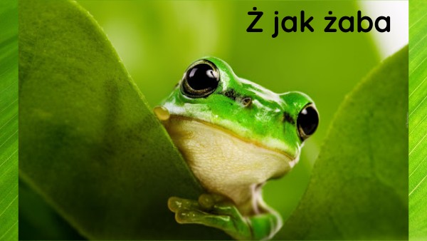 ż jak żaba