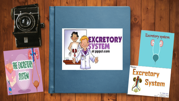 Excretory system | Genially