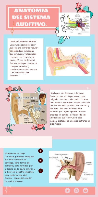 Anatomia del sistema auditivo
