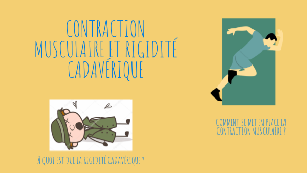Contraction musculaire et rigidité cadavérique