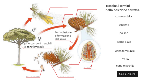 La riproduzione delle gimnosperme | Genially