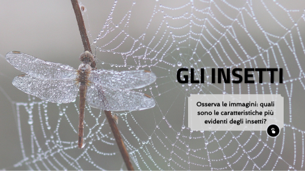 Gli insetti | Genially