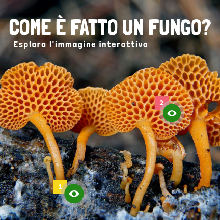 Come è fatto un fungo | Genially