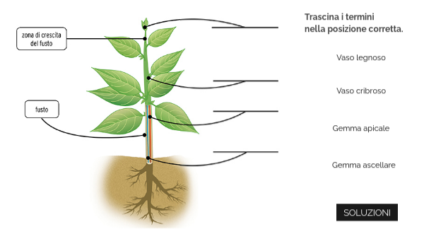 Struttura del fusto | Genially