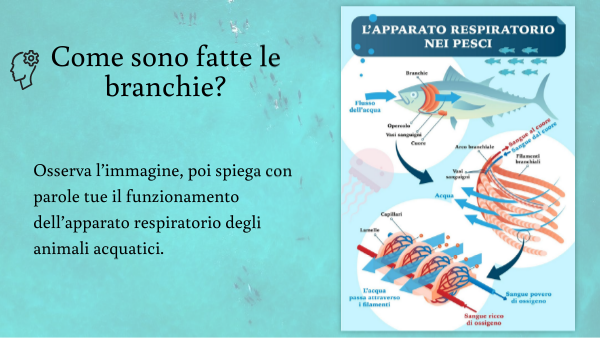 Come sono fatte le branchie | Genially