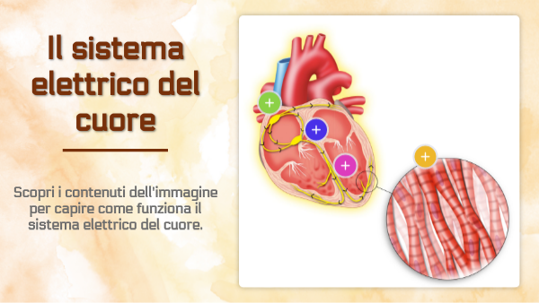 Il sistema elettrico del cuore | Genially