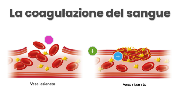 La coagulazione del sangue