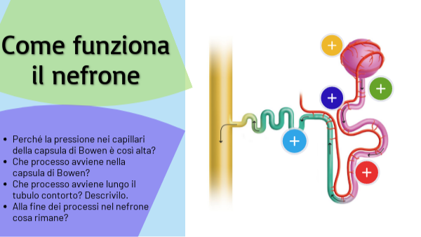 Come funziona il nefrone
