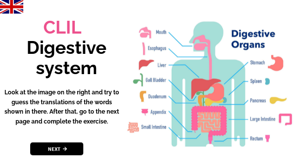 CLIL Human digestive system | Genially