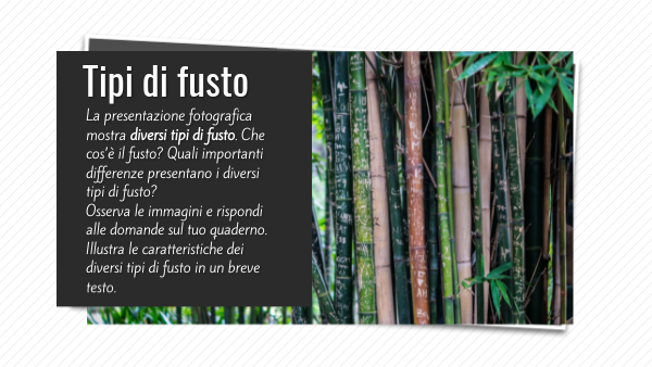 Tipi di fusto | Genially