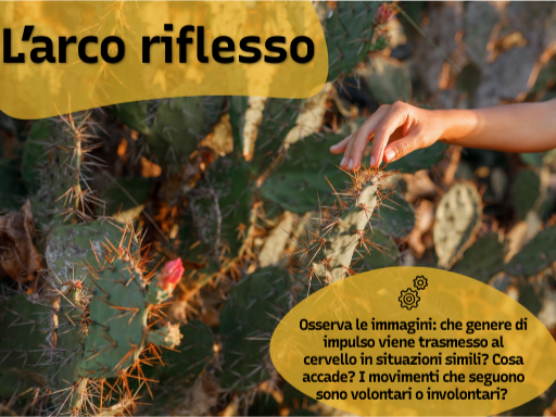 L’arco riflesso | Genially