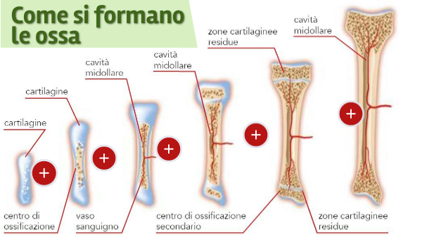 Come si formano le ossa