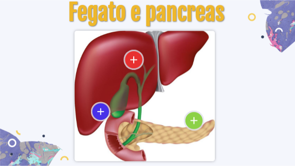 Fegato e pancreas | Genially