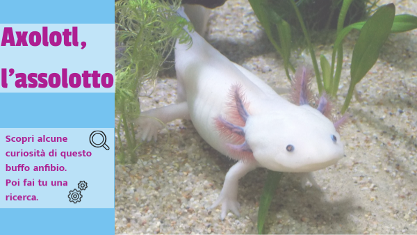 Axolotl, l’assolotto