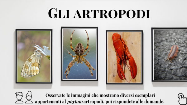 Caratteristiche degli artropodi | Genially