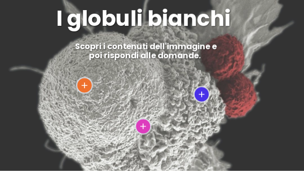 I globuli bianchi