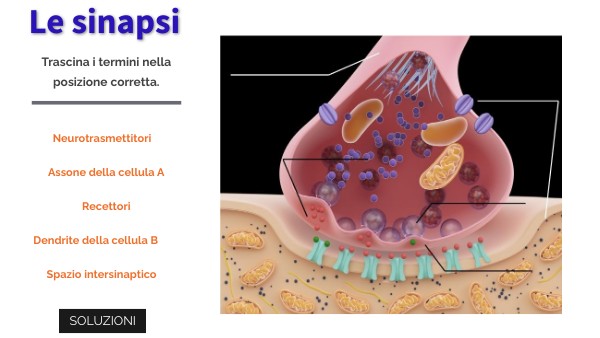 Le sinapsi | Genially