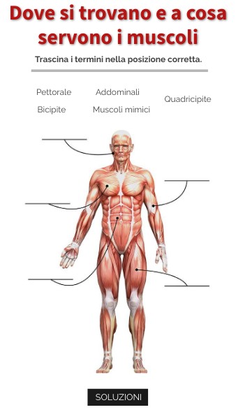 Dove si trovano e a cosa servono i muscoli | Genially