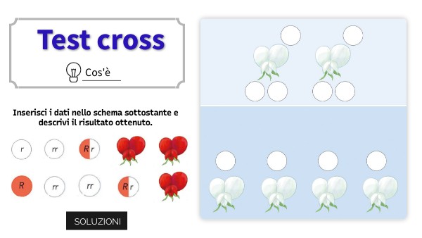 Test cross | Genially