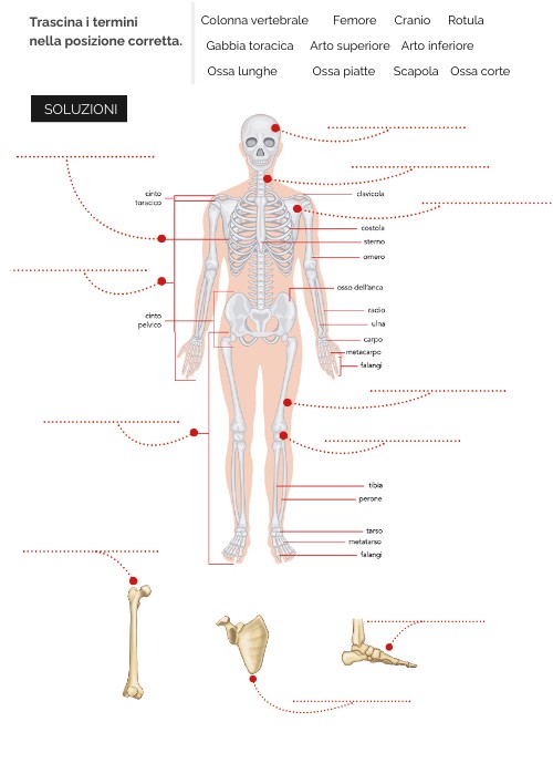 Come è fatto lo scheletro | Genially