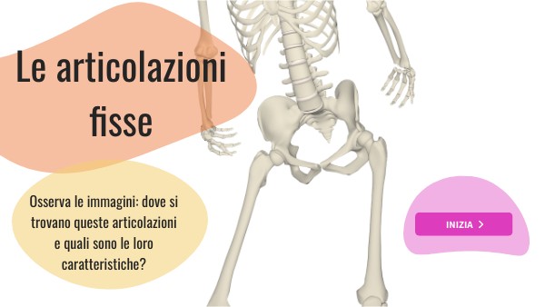 Le articolazioni fisse