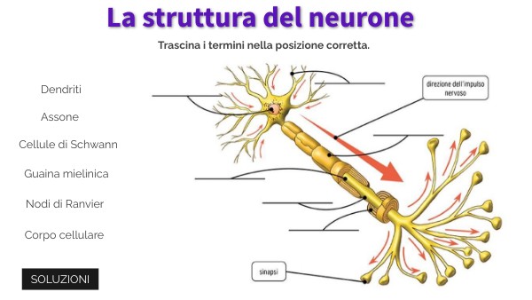 La struttura del neurone | Genially