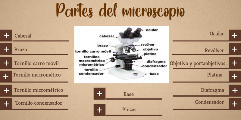 Partes del microscopio | Genially