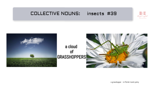 collective nouns: GRASSHOPPER