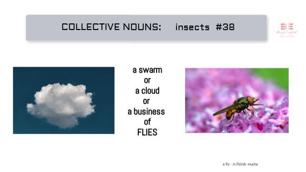 collective nouns: fly
