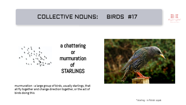 collective nouns: starling