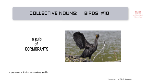 collective nouns: CORMORANTS | Genially