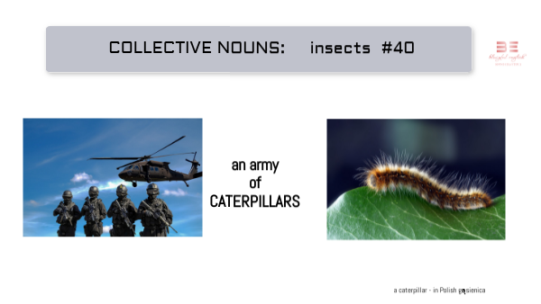 collective nouns: caterpillar
