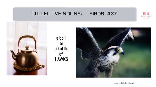 collective nouns: hawk
